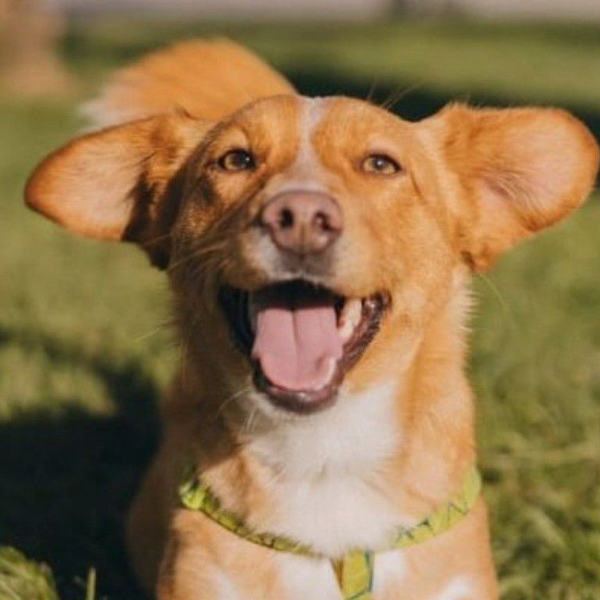 Алиса хочет домой