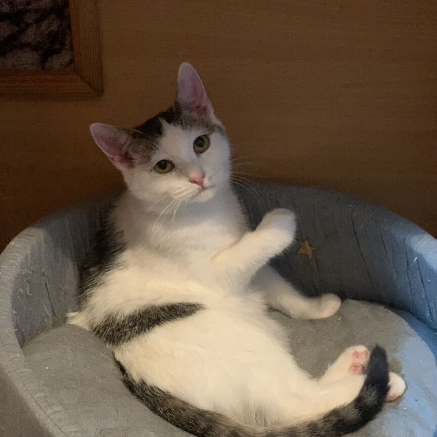 Котенок в добрые руки