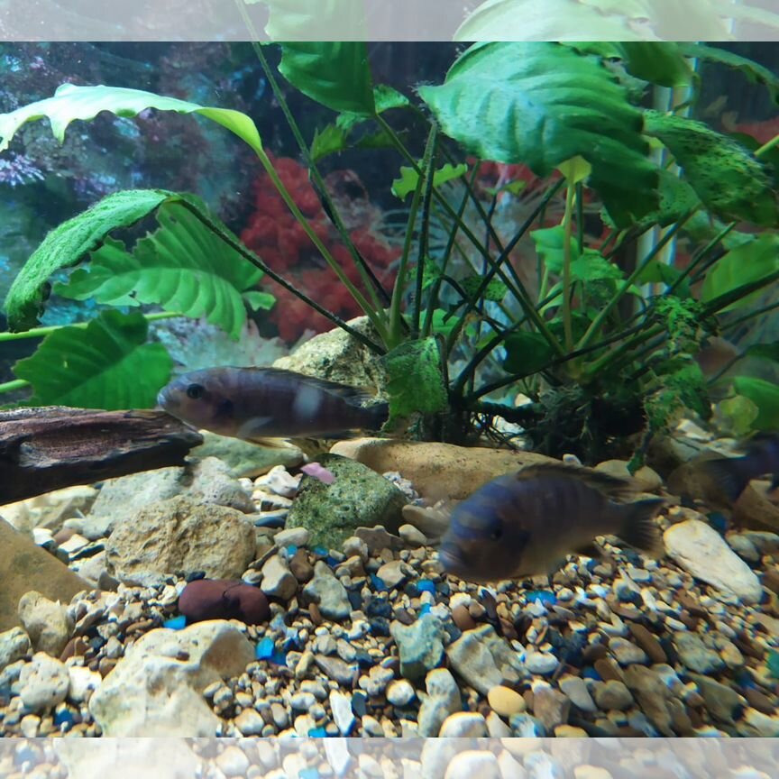 Аквариумные рыбки