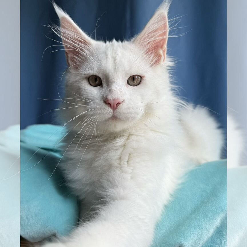 Котенок мейн-кун