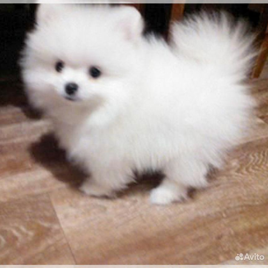 Шпиц белый мини мальчишка