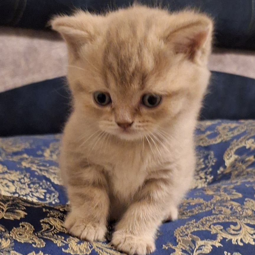 Шотландский вислоухий короткошёрстный котёнок