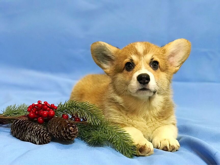 Рыжее счастье