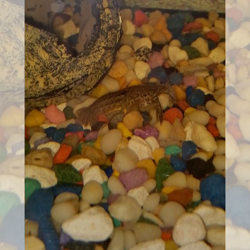 Мраморный рак