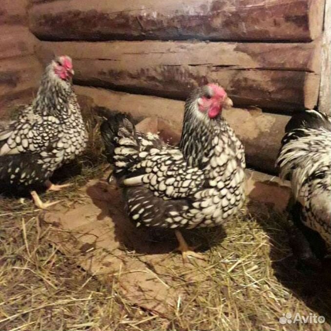 Куры виандот серебро-черно-окаймлённый