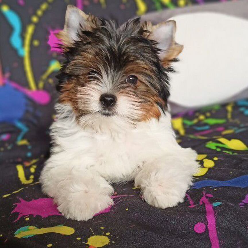 Бивер-йоркширский терьер, щенок