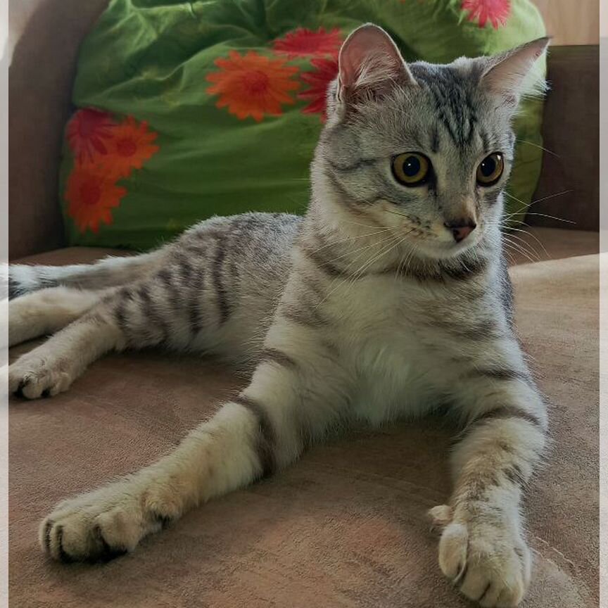 Кот мальчик