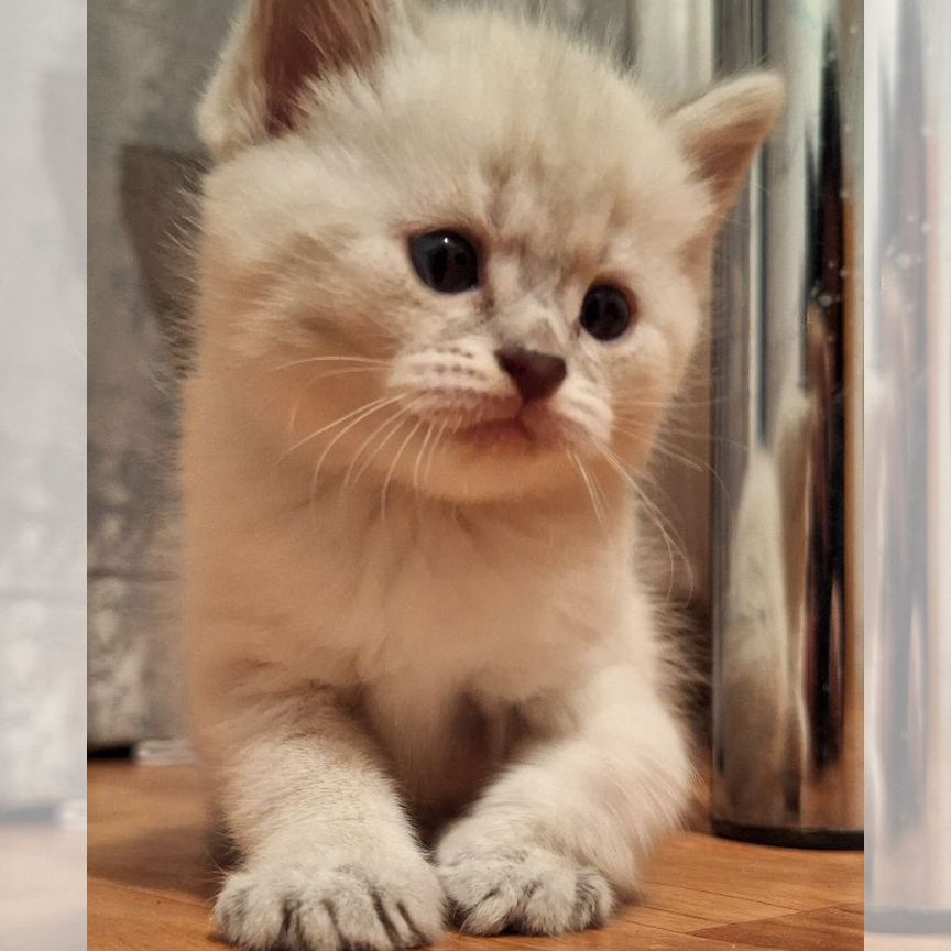 Котята шотландские