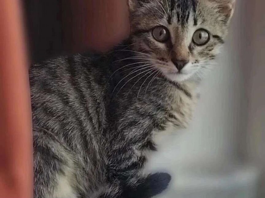 Котенок Майя