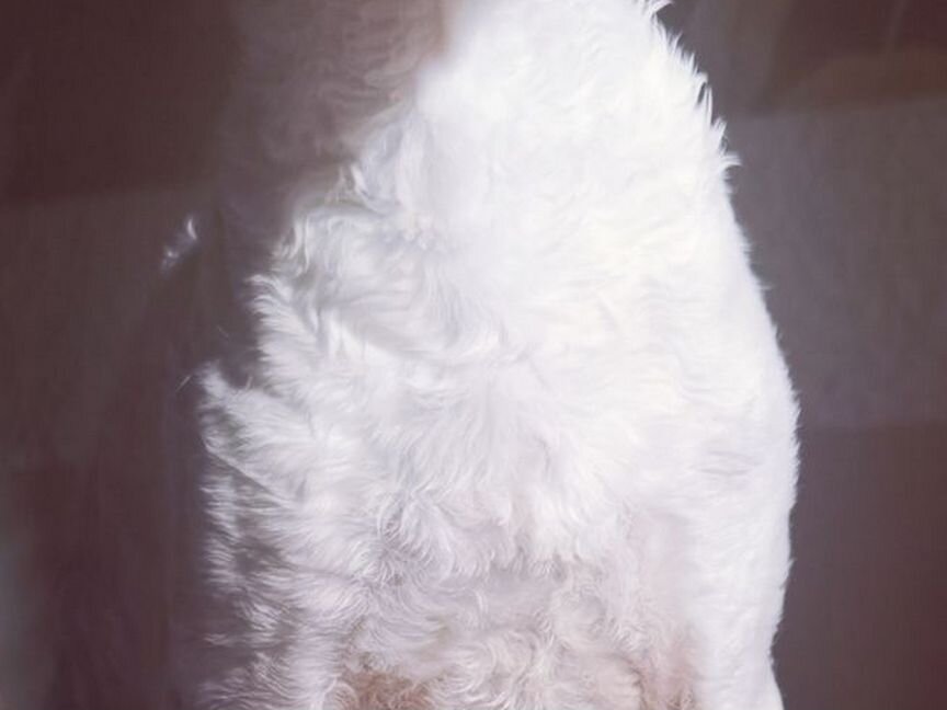 Корниш-рекс