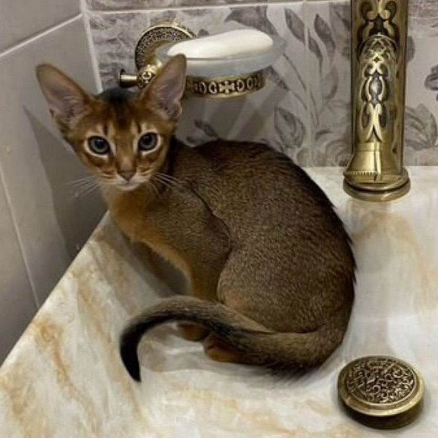 Абиссинский котёнок