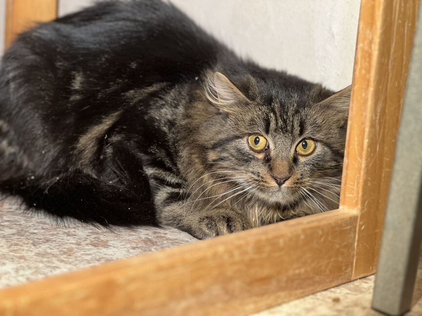 Котик с конюшни
