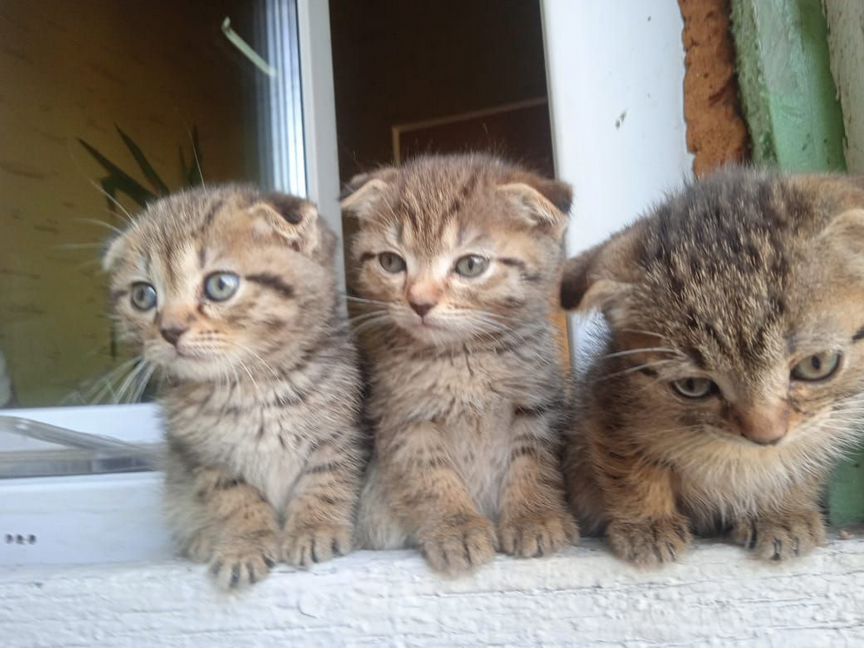 Шотландские Вислоухие котята