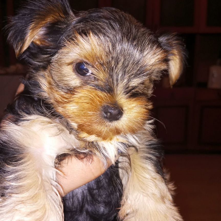 Щенки йорка