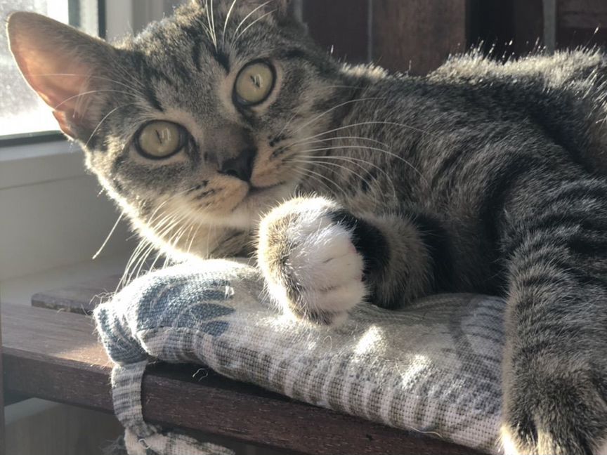 Кошка
