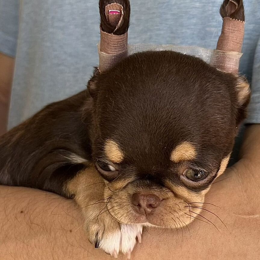 Чихуахуа, щенок