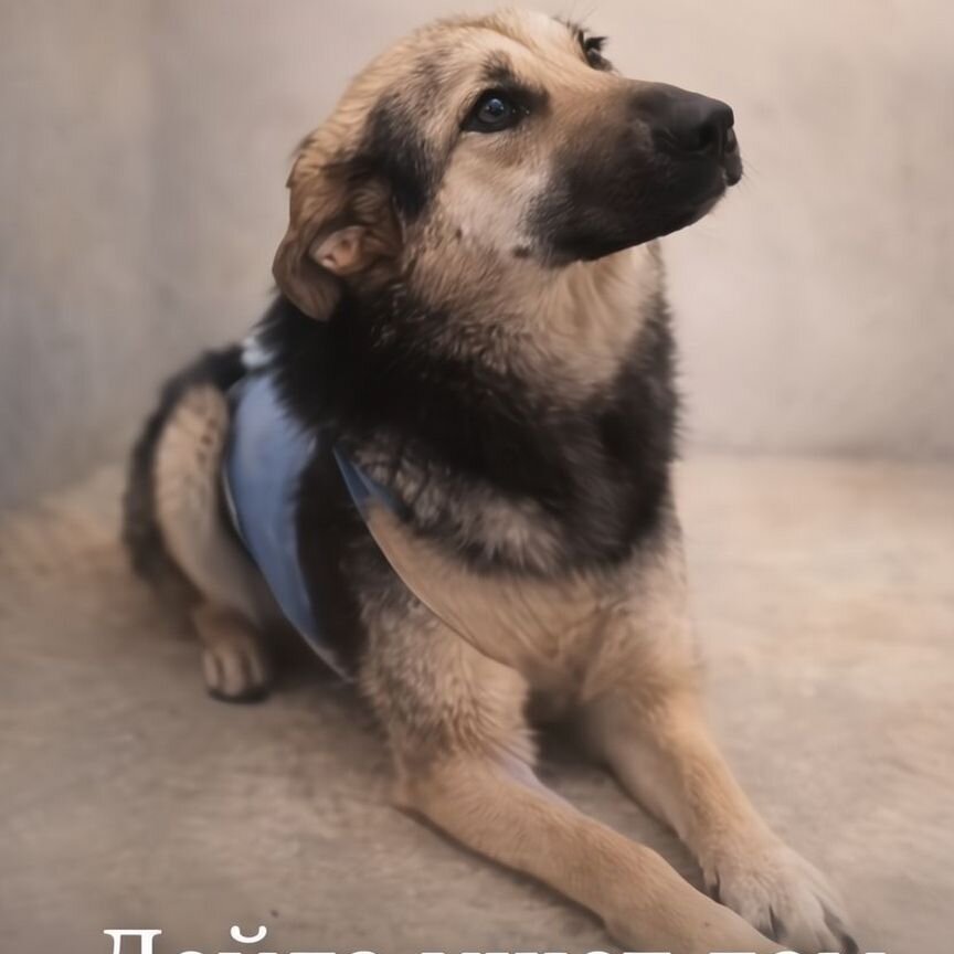 Взрослая собака в добрые руки