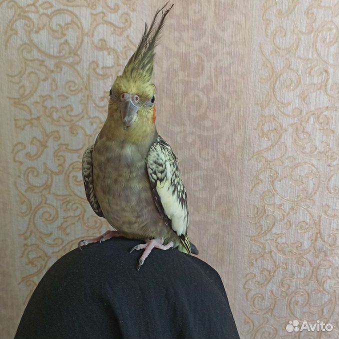 Попугай корелла любит седеть на плече с клеткой