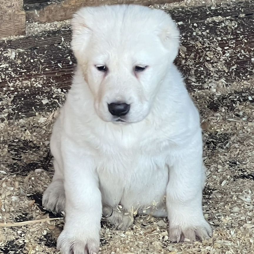 Шикарная блондинка