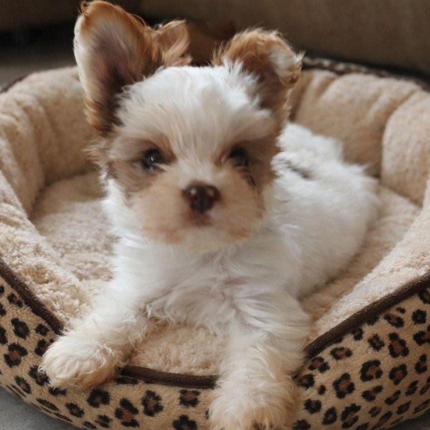 Йоркширский терьер, щенок