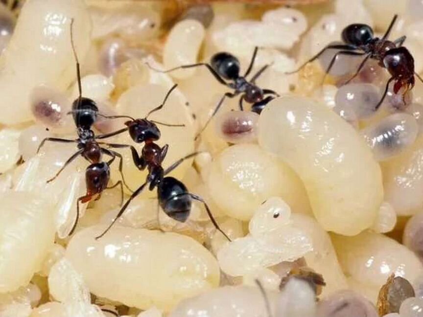 Муравьиные яйца, заморозка