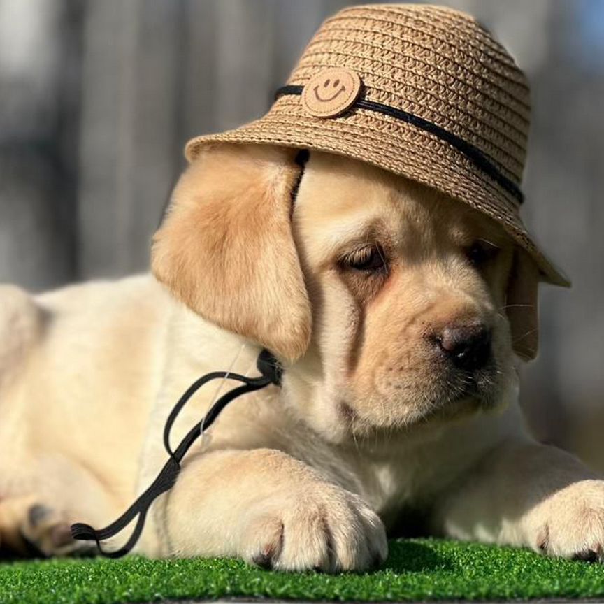 Лабрадор-ретривер, щенок