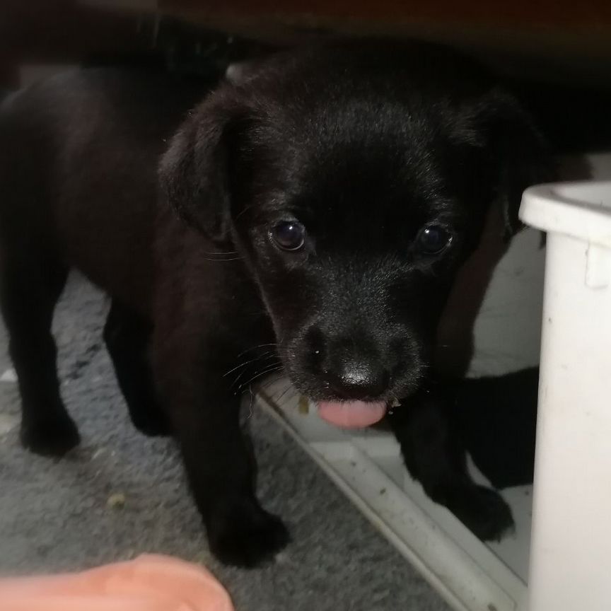 Щенок в добрые руки