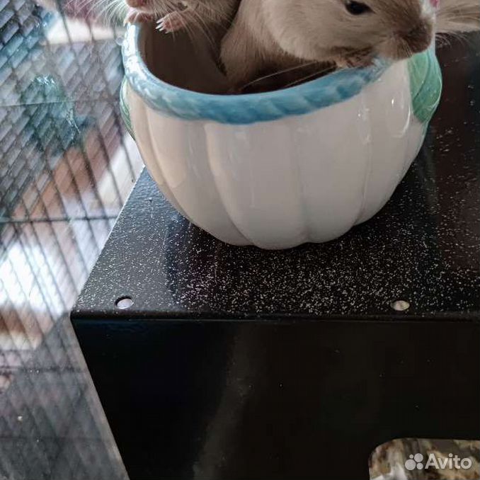 Монгольская песчанка