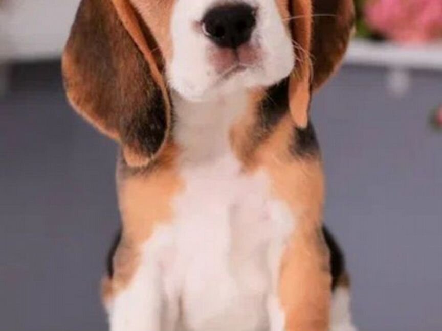 Биглюшки РКФ