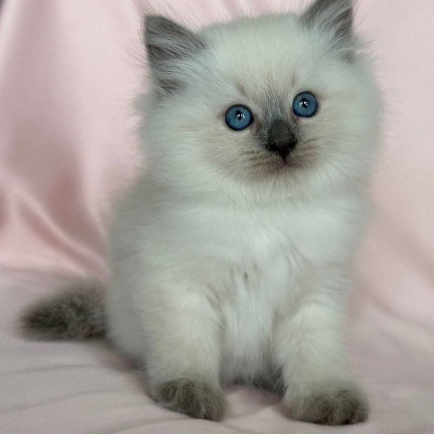 Невские маскарадные котята