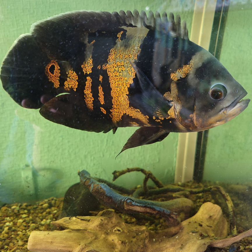 Астронотус