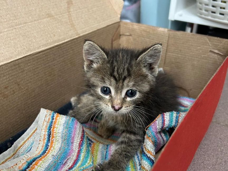Котенок девочка