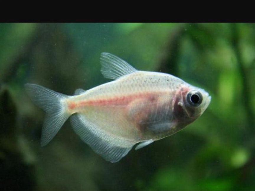 Аквариумная рыбка Теренция белая