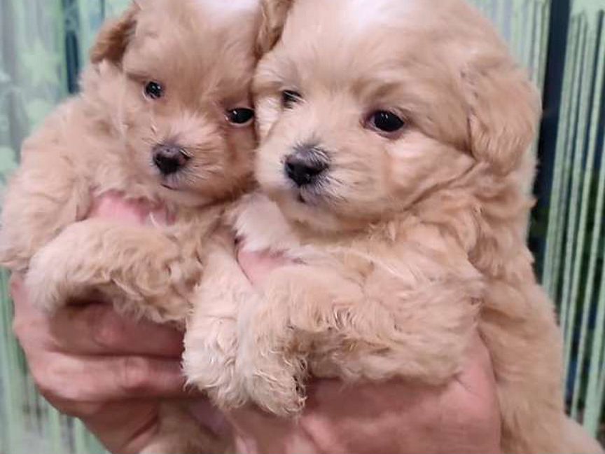 Щенки мальтипу