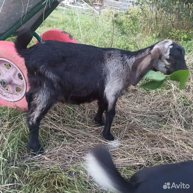 Козы козочки