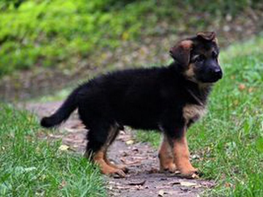 Собаки щенки немецкая овчарка бесплатно