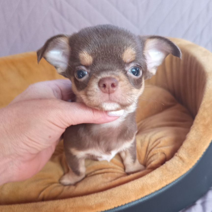 Мини зайчик - мальчик