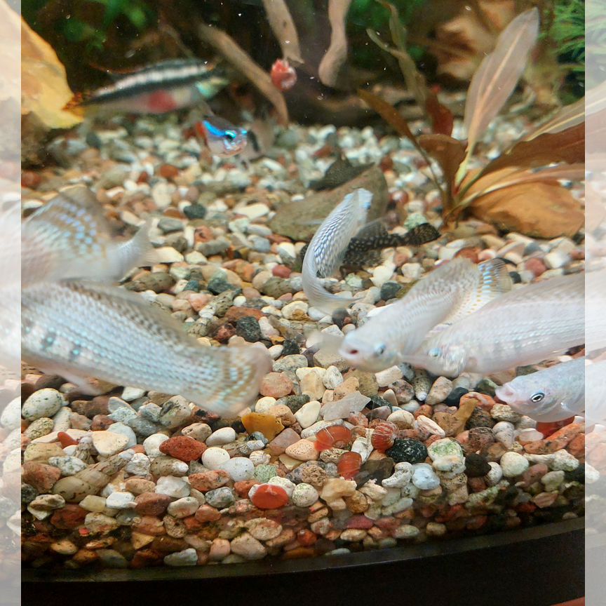 Рыбки Велифера снежинка классика