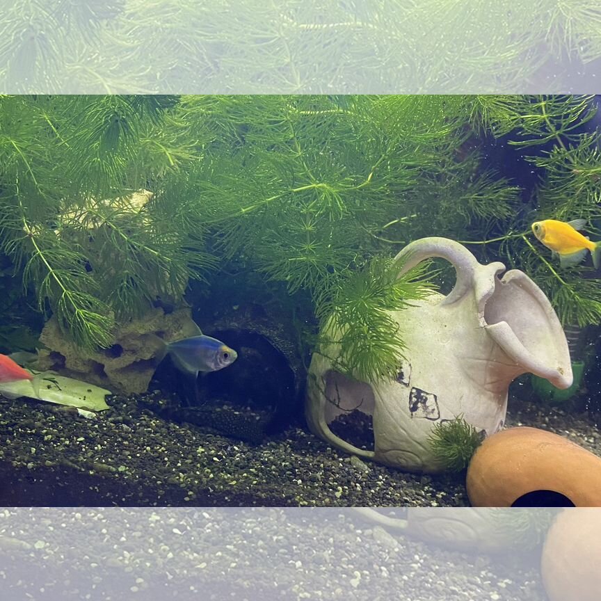 Тернеции гло