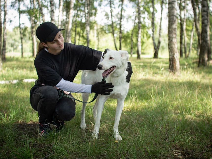 Молодой песик попал в приют