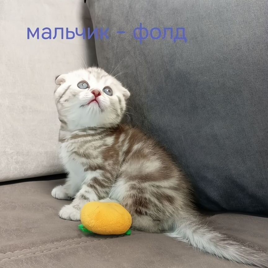 Шотландский вислоухий короткошёрстный котёнок