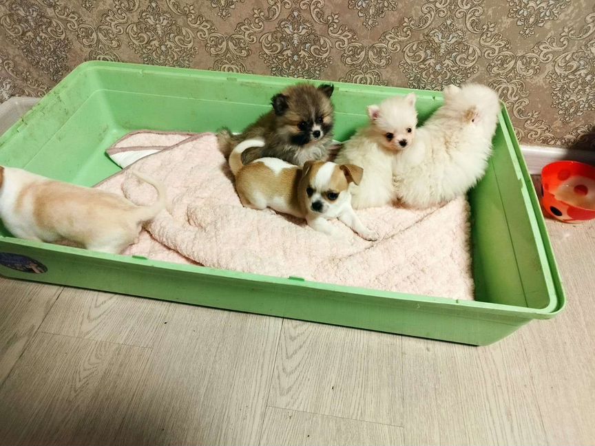 Чихуахуа,карликовый пинчер,той терьер. Доставка