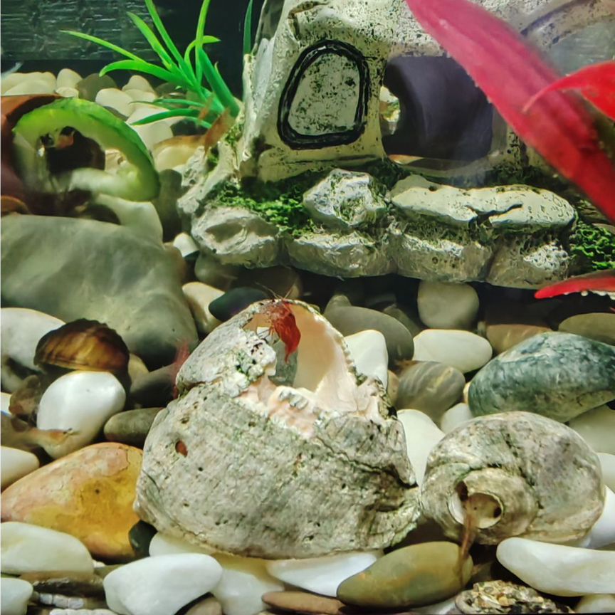 Креветки вишня