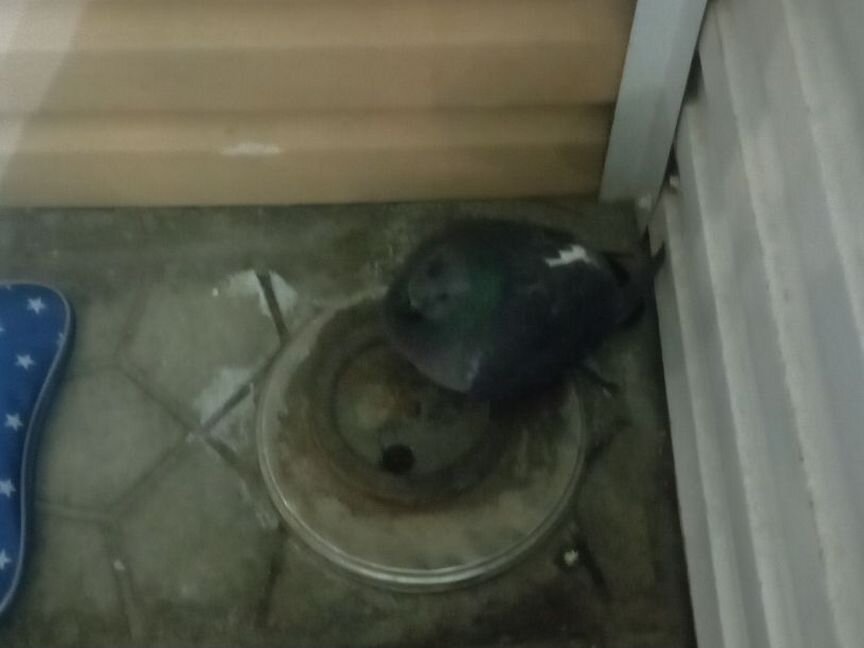 Продам попугая