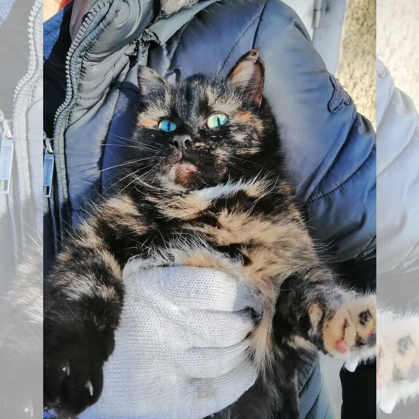 Взрослая, кошка в добрые руки