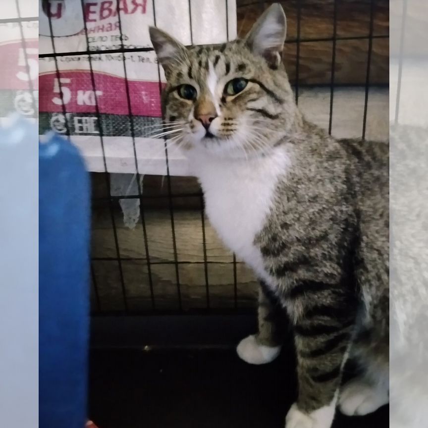 Взрослый кот в добрые руки