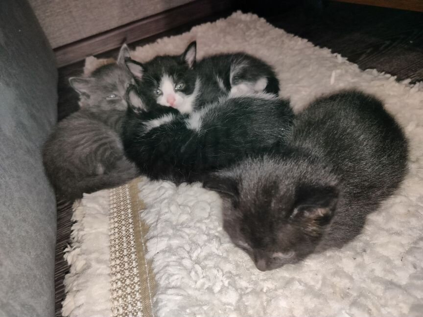 Замурчательные котята