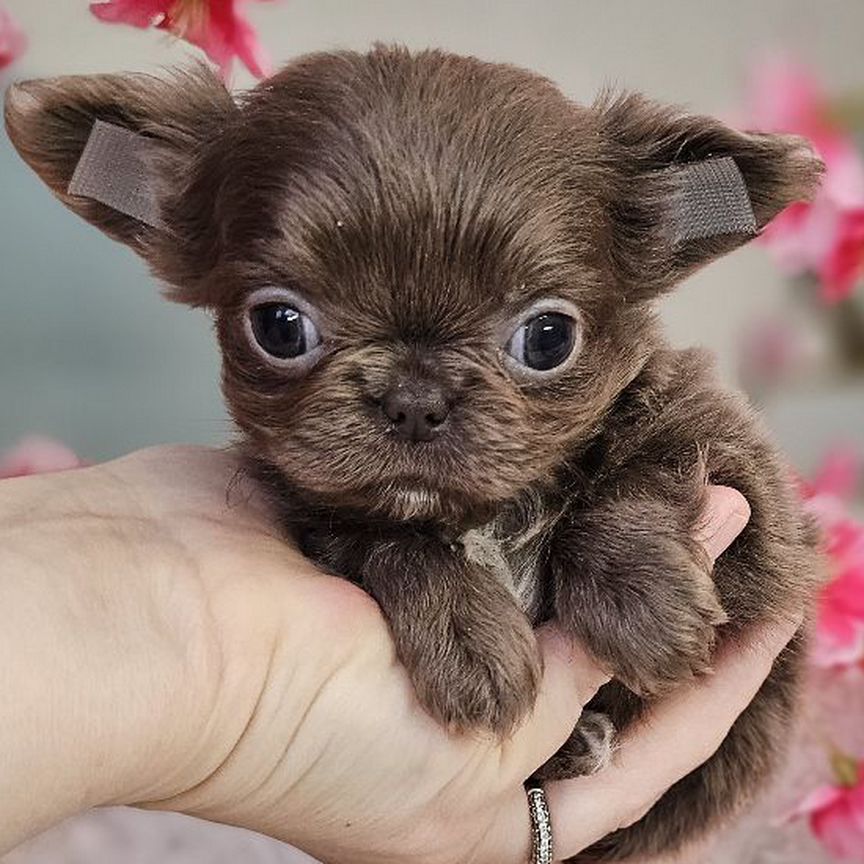 Чихуахуа, щенок