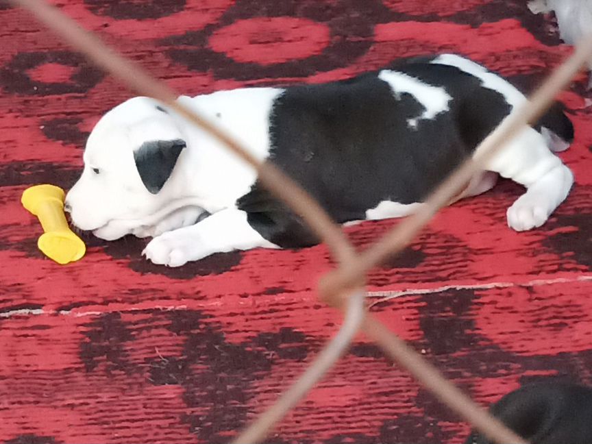 Щенки американского стаффорда