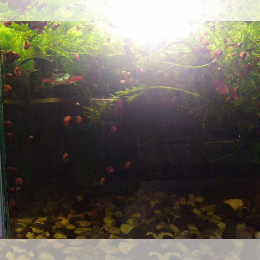 Отдаю улиток (катушка), растения (рогалистик)